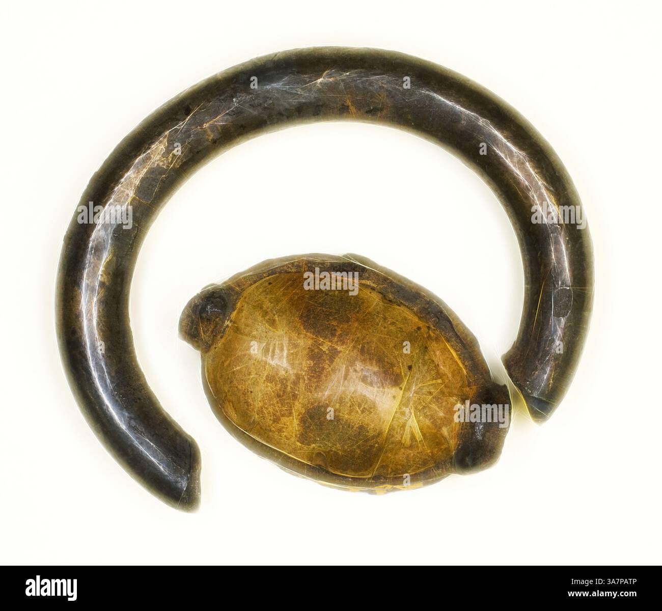 A smooth, curved object resembling a bracelet sits alongside a small ...