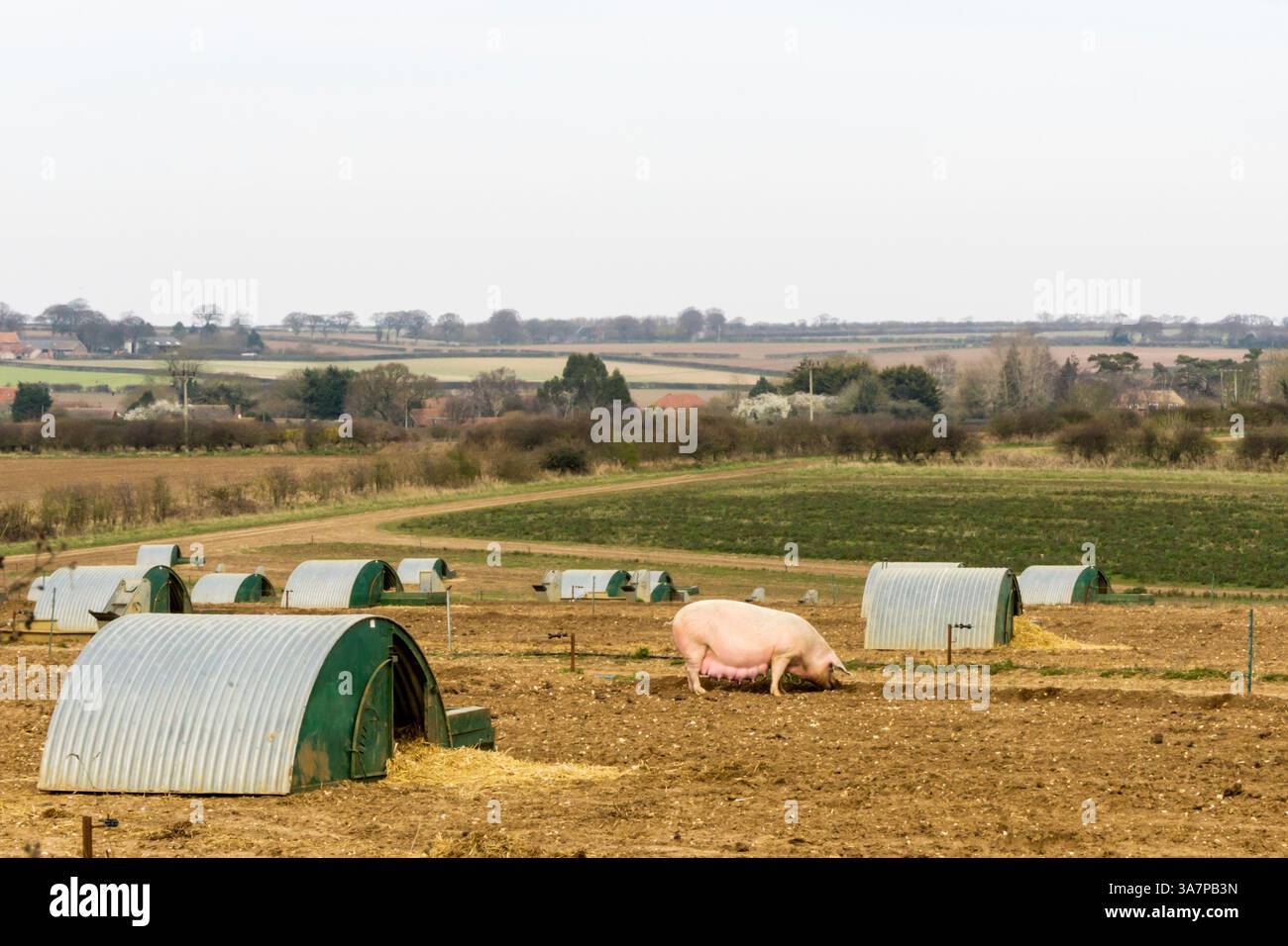 Pig farm farms hi-res stock photography and images - Alamy