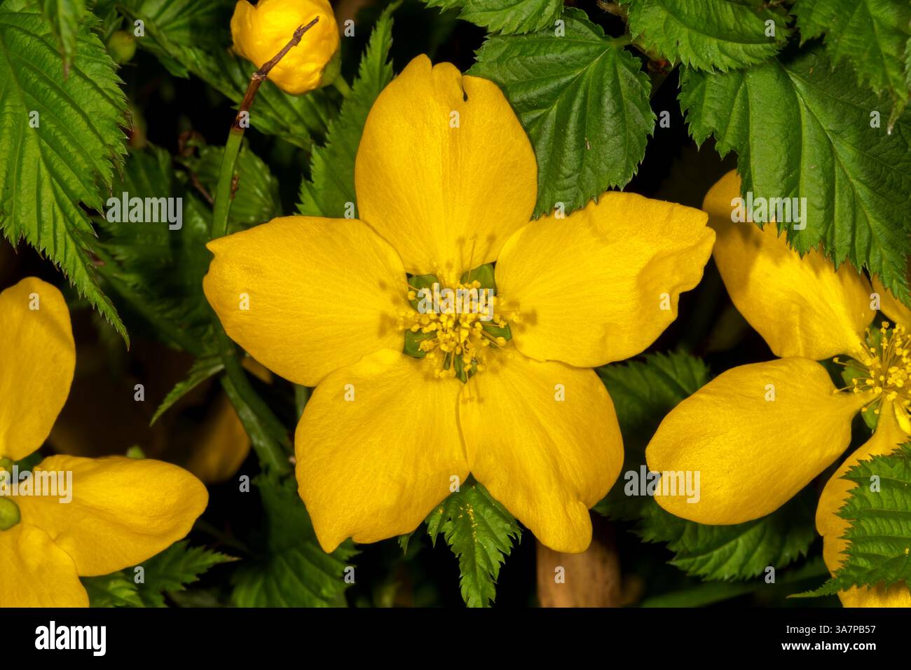 Yellow kerria japonica japanese hi-res stock photography and images - Alamy