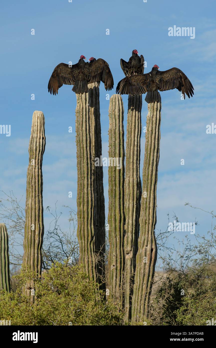 Mexico, Baja California, San Ignacio, Vultures, Cardon, cactus, bird ...