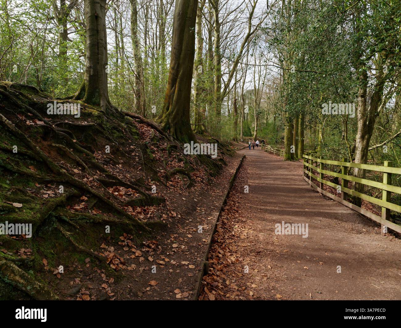 Tree roots beside a pathway with fence in Biddulph Grange Country Park ...