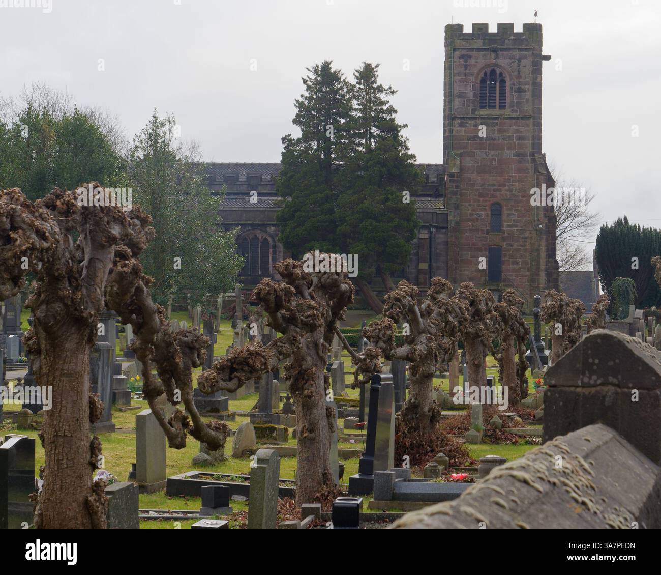 Church with unusual shaped trees in the cemetery in Biddulph ...