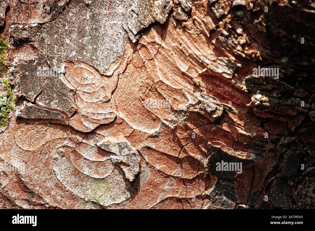 A close-up reveals the intricate texture of tree bark, showcasing its layered structure and ...