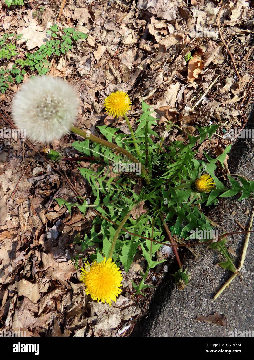 ...alles vorhanden in einer Pflanze - Knospen - bluehende Blueten und ...