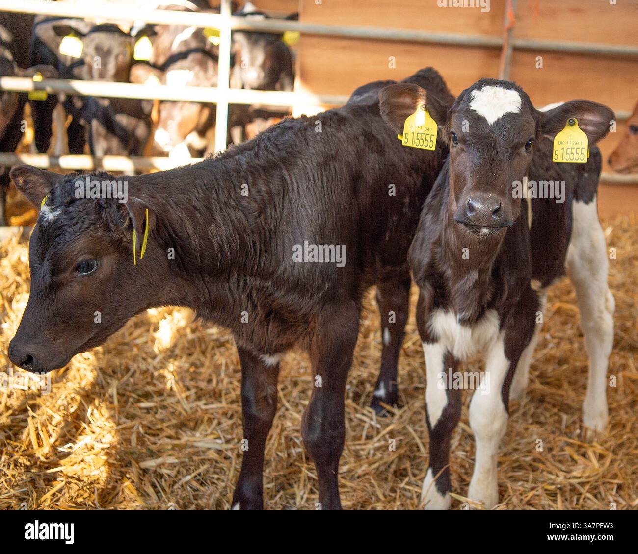 dairy calves in a barn Stock Photo - Alamy