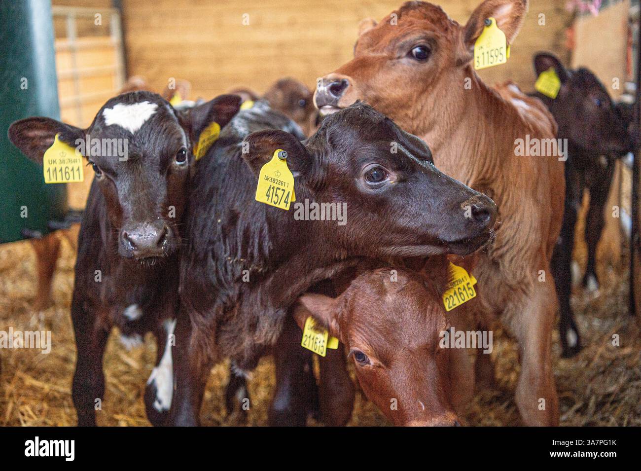 dairy calves in a barn Stock Photo - Alamy