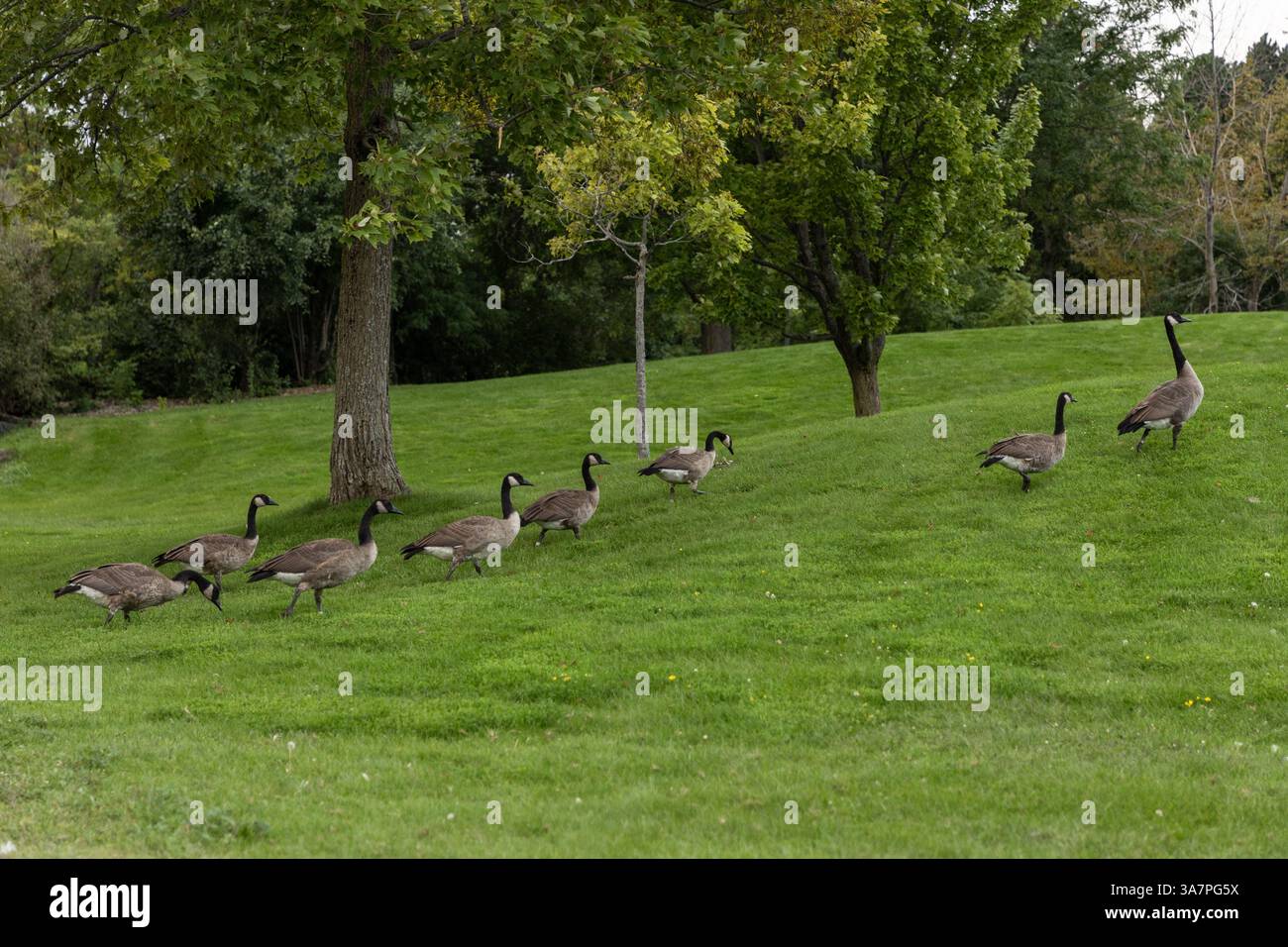 Wild Canadian geese walking on grass in public park. A flock of wild ...