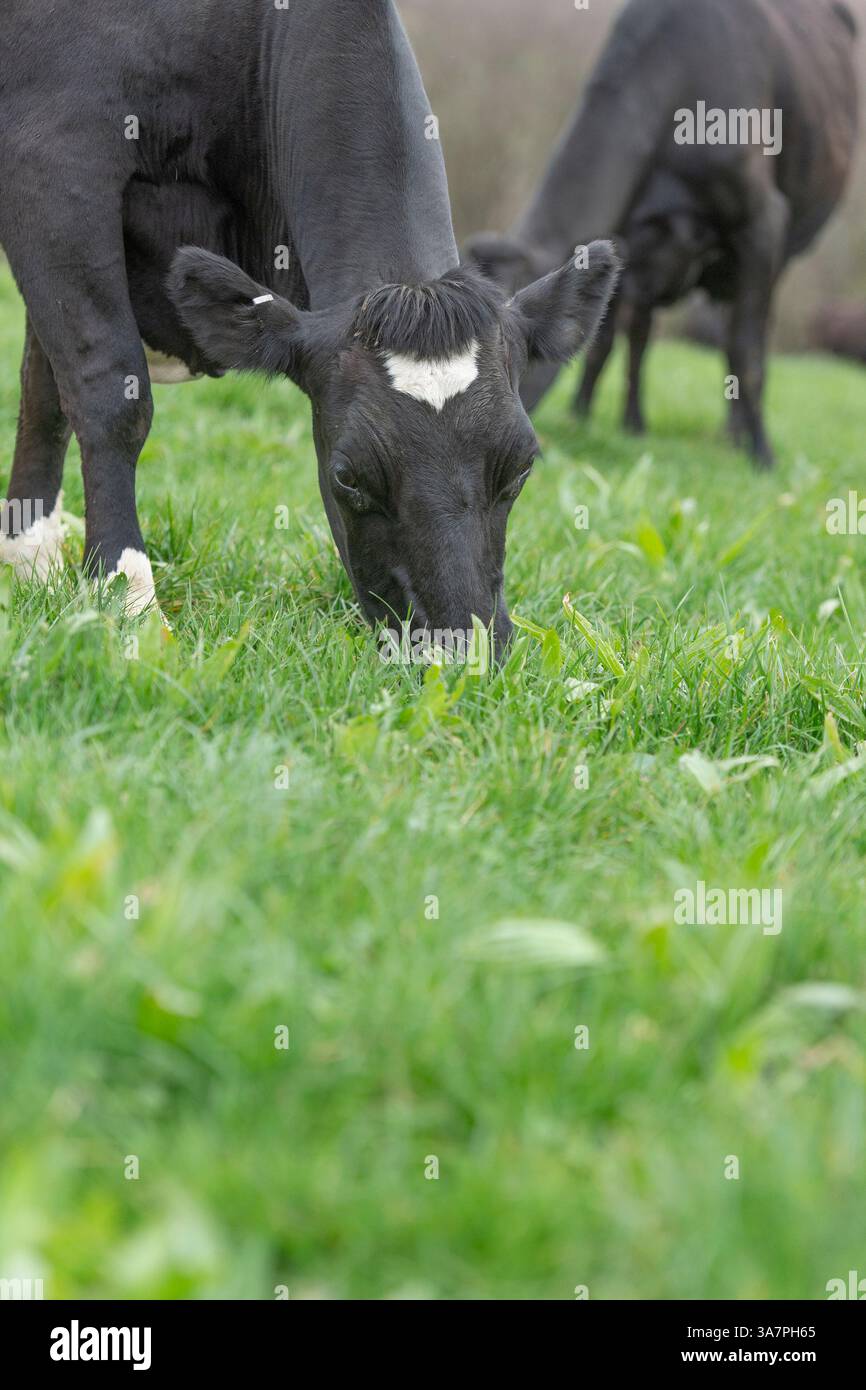 Close up dairy cows hi-res stock photography and images - Alamy
