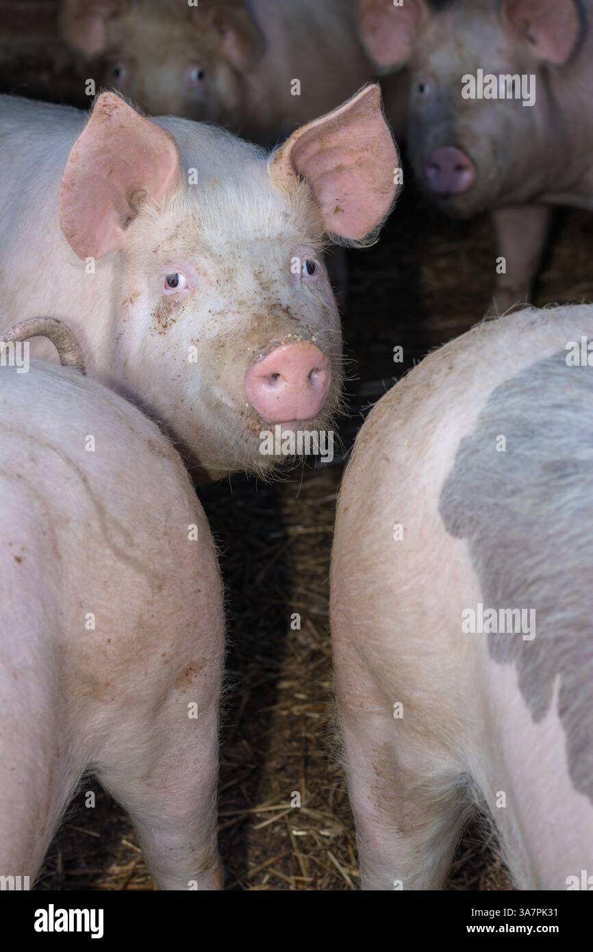 Two pigs stand attentively in a barn with hay on the ground, looking ...