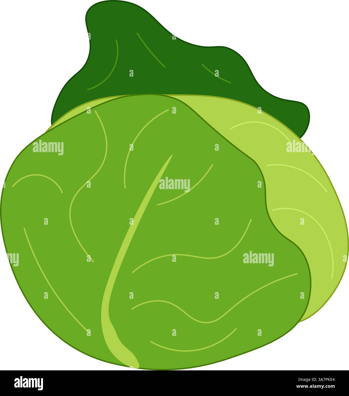 Cabbage color cartoon flat illustration. Vector green vegetable icon ...