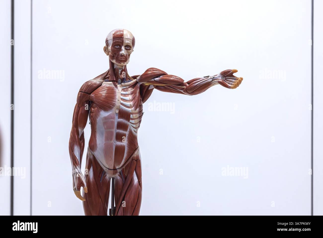 Human body model with muscles and organs for biology lessons ...