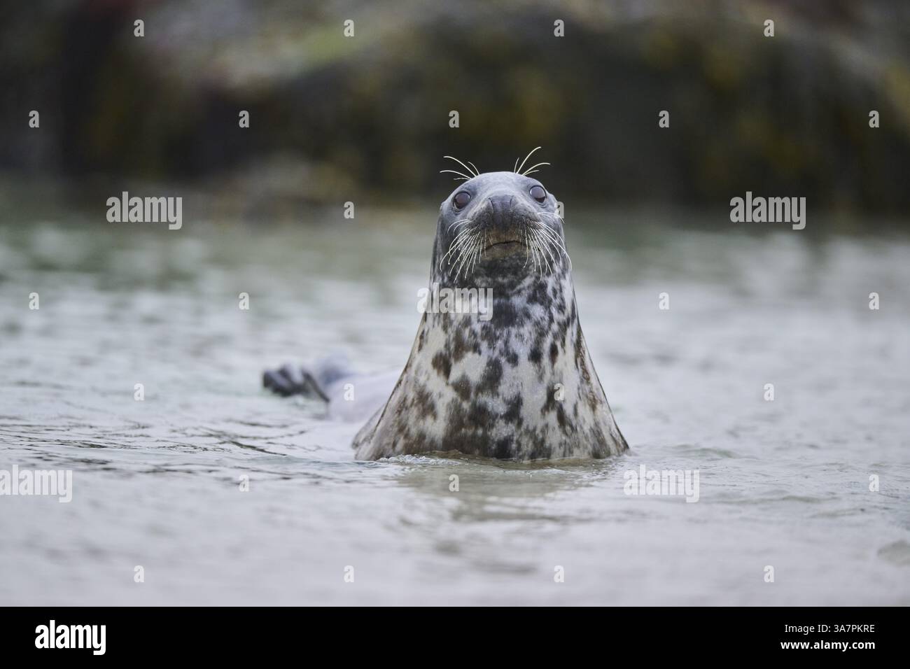 Grey seal (Halichoerus grypus) looking out of the water while swimming ...