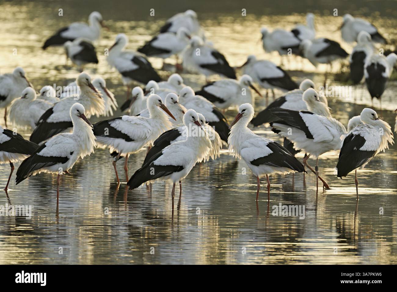 White storks (Ciconia ciconia), large flock roosting in shallow water ...