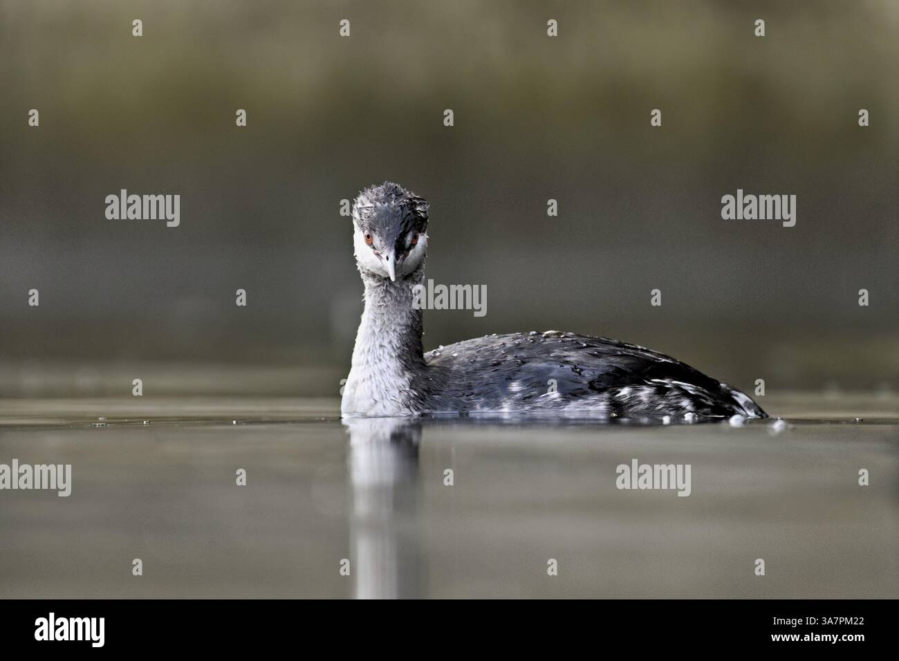 Slavonian grebe (Podiceps auritus), adult, in a white plumage, winter ...