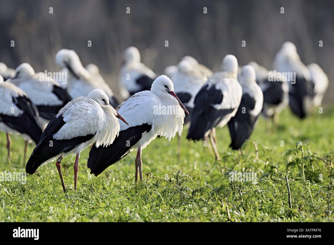 White storks (Ciconia ciconia), large flock standing in a meadow ...