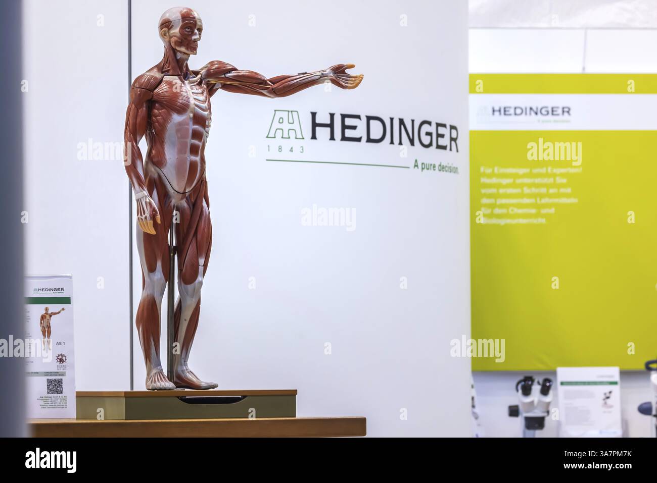 Human body model with muscles and organs for biology lessons ...