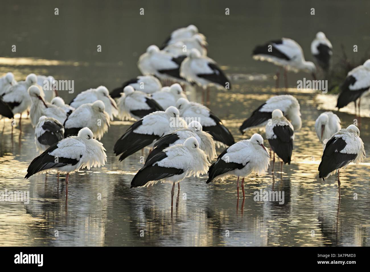 White storks (Ciconia ciconia), large flock roosting in shallow water ...