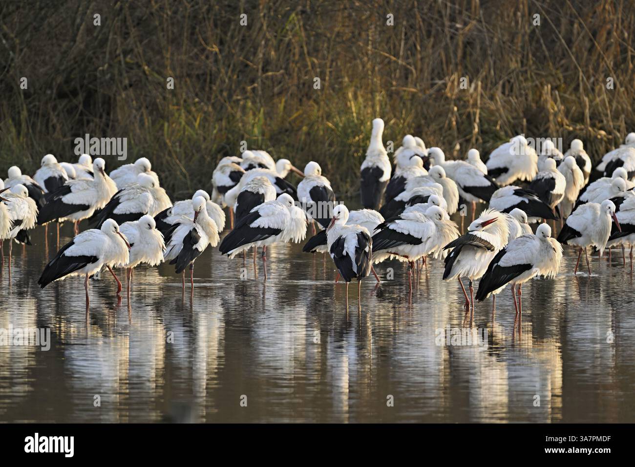 White storks (Ciconia ciconia), large flock roosting in shallow water ...