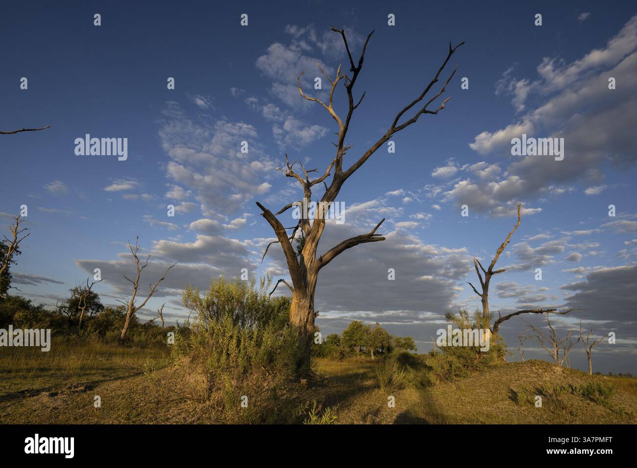 Dead trees with dramatic cloudy skies in the Moremi Game Reserve ...