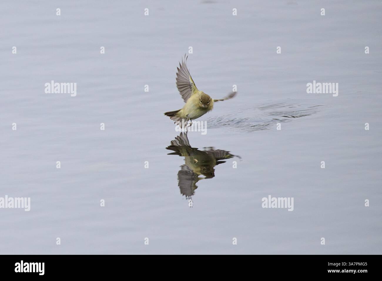 Common chiffchaff (Phylloscopus collybita) hunting on the water surface ...