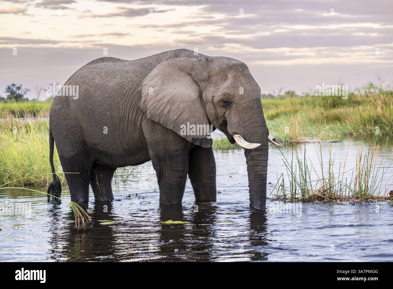 Elephant (Loxodonta africana) in the water, Xakanaxa Lagoon, Moremi ...