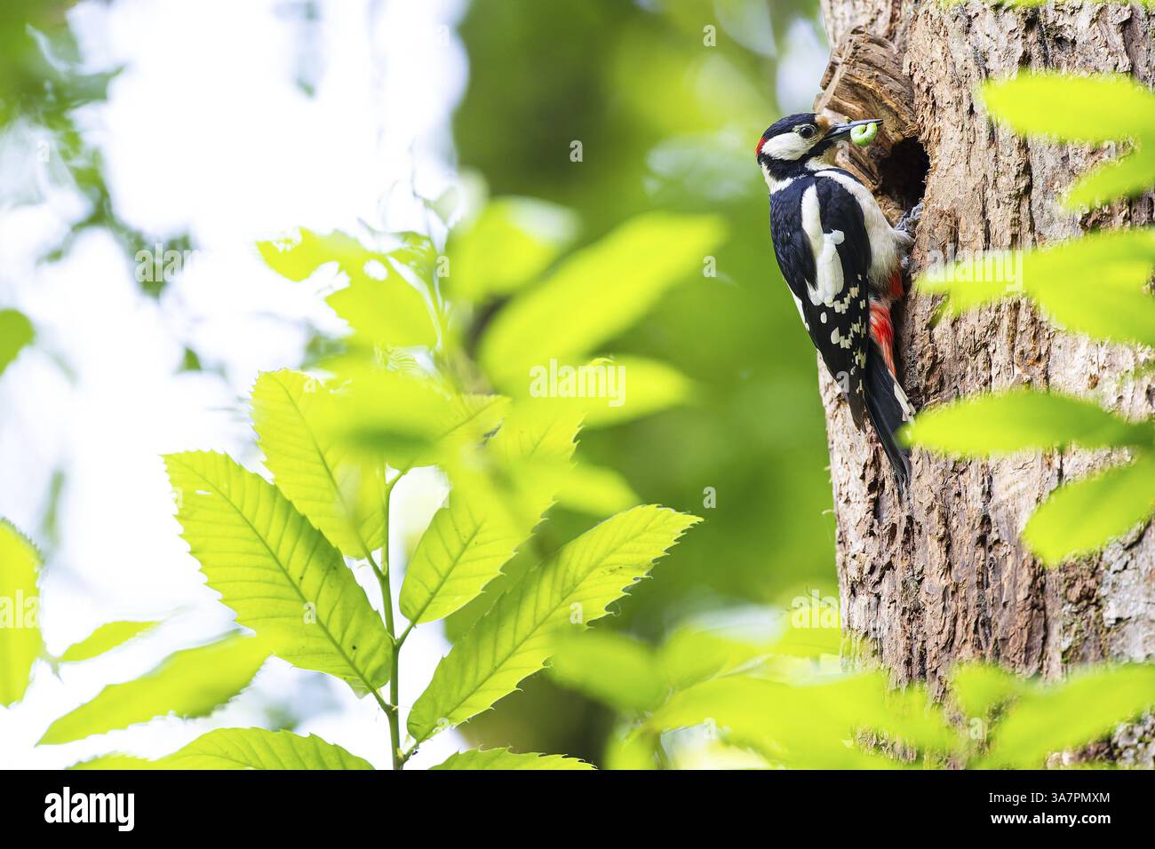 Great spotted woodpecker (Dendrocopos major), male with thick green ...