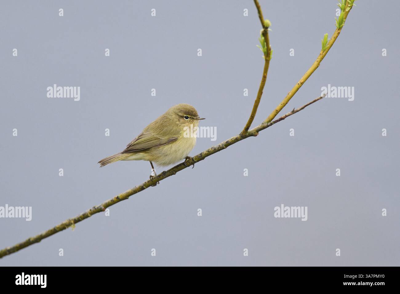 Common chiffchaff (Phylloscopus collybita) sitting on a little branch, Duene, Helgoland ...