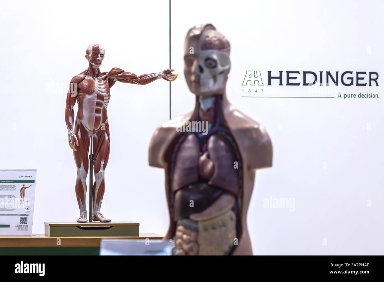 Human body model with muscles and organs for biology lessons ...