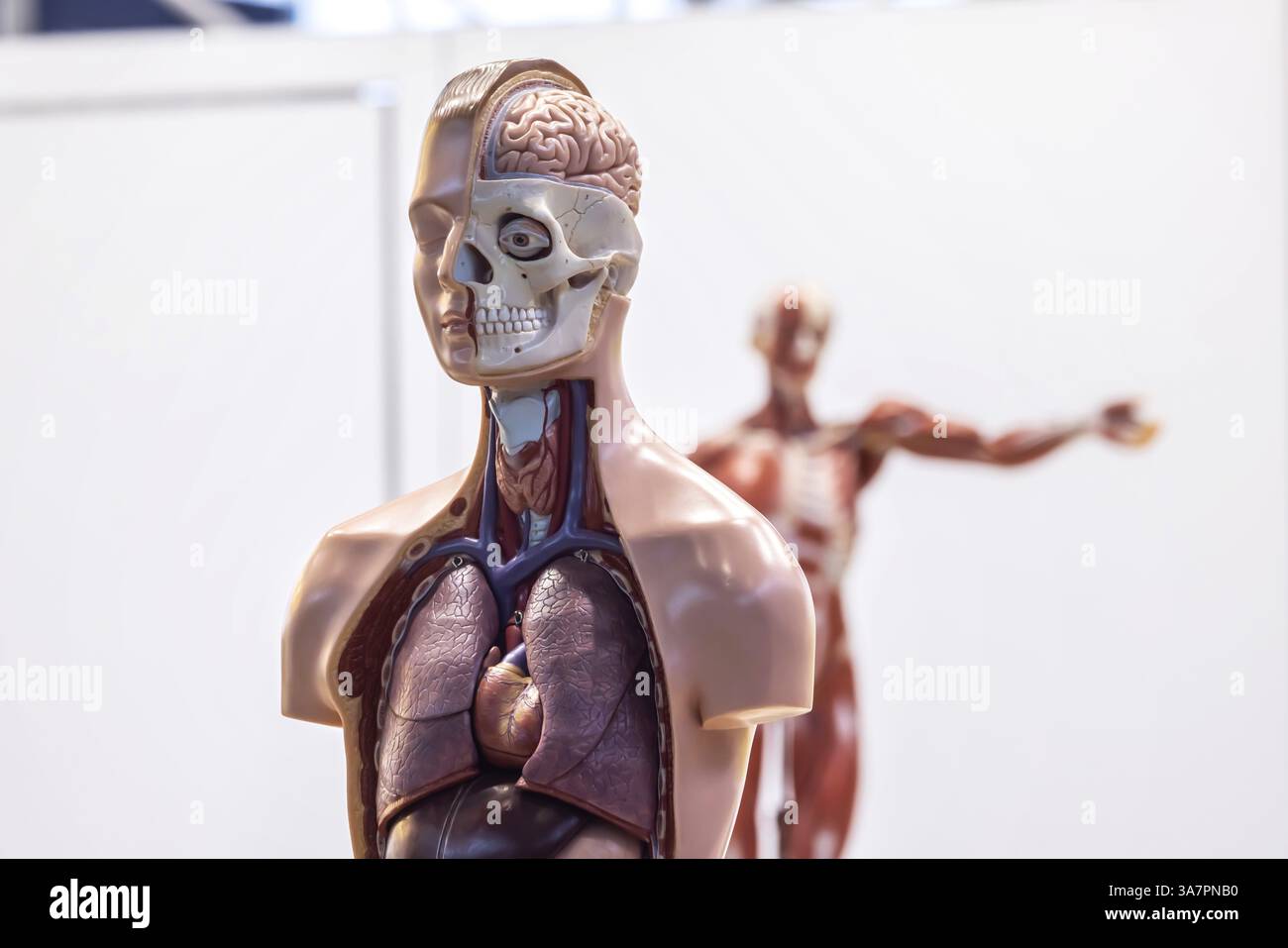 Human body model with muscles and organs for biology lessons ...