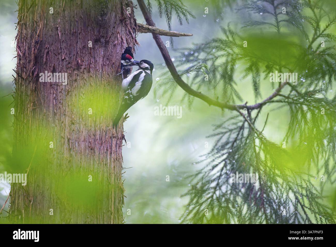 Great spotted woodpecker (Dendrocopos major), female feeds almost ...