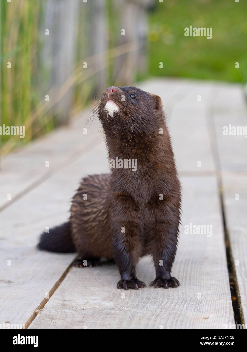 A mink stands on a fishing pier Stock Photo - Alamy