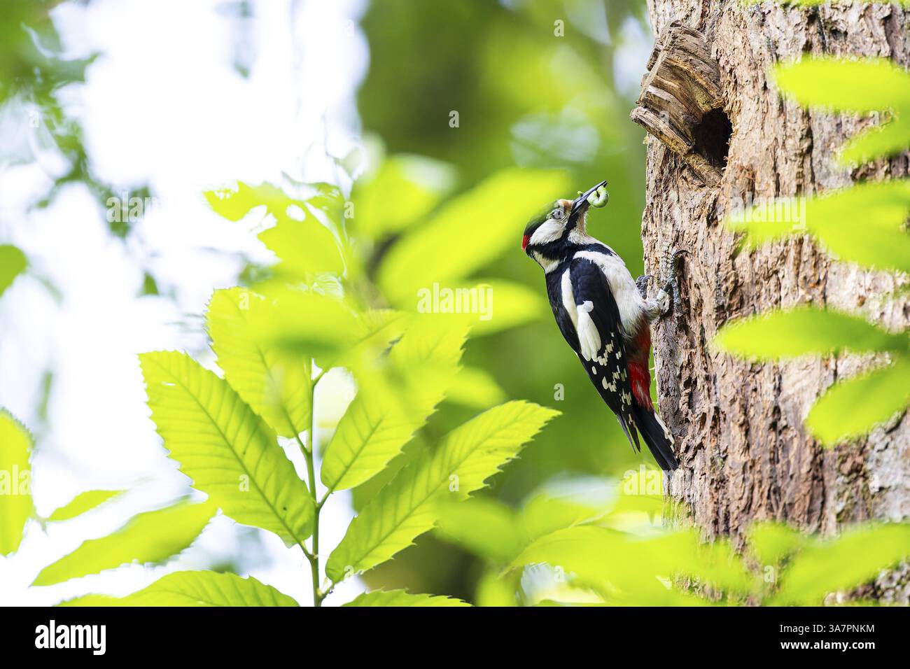 Great spotted woodpecker (Dendrocopos major), male with thick green ...