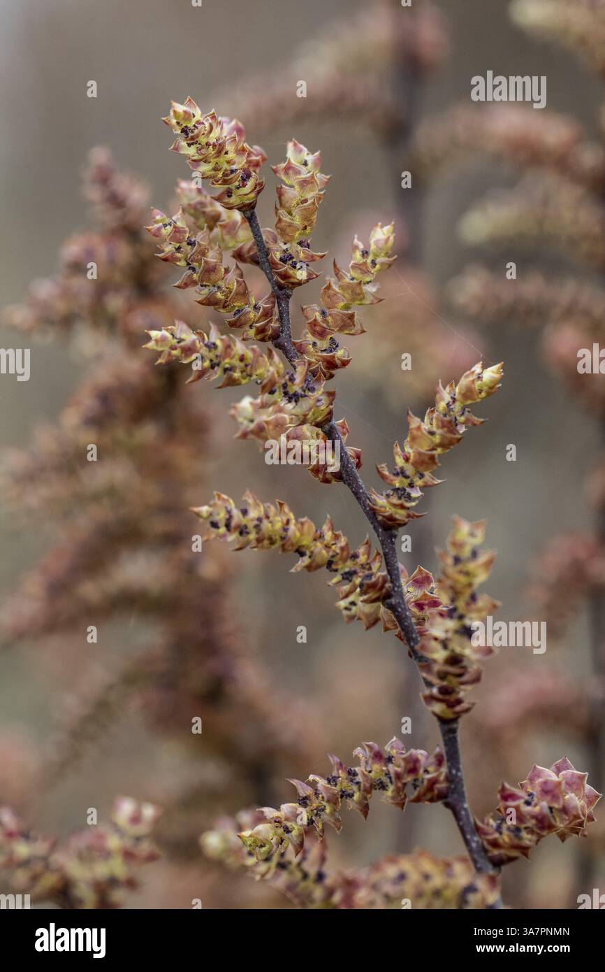 Gale bush (Myrica gale), flowers, province of Drenthe, Netherlands ...
