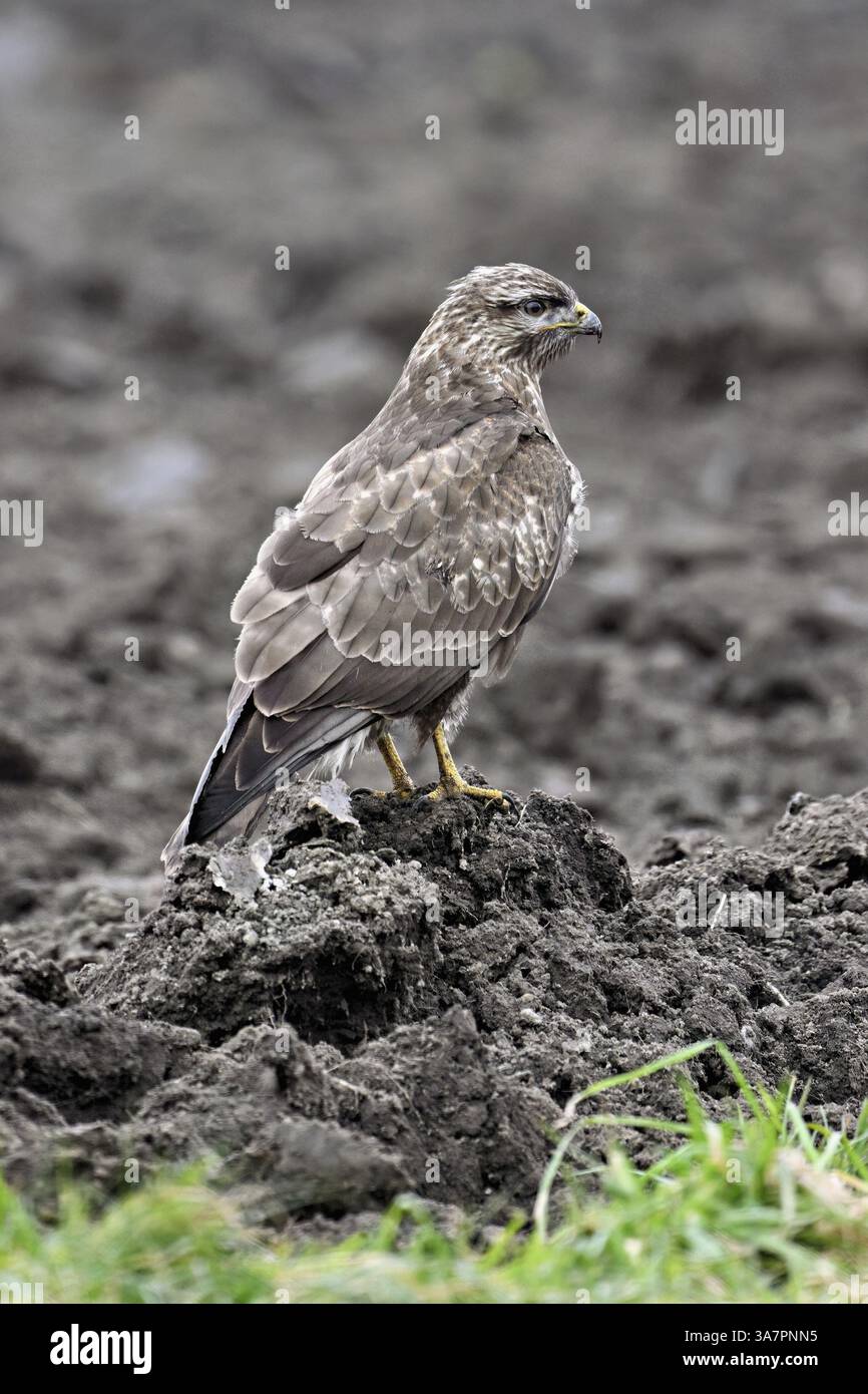 Common buzzard (Buteo buteo), standing in a field, Switzerland, Europe ...