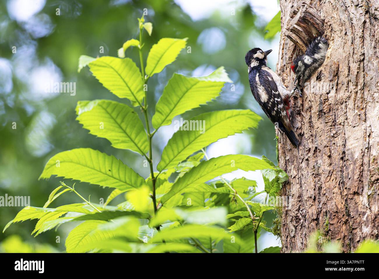Great spotted woodpecker (Dendrocopos major), begging almost fledged ...