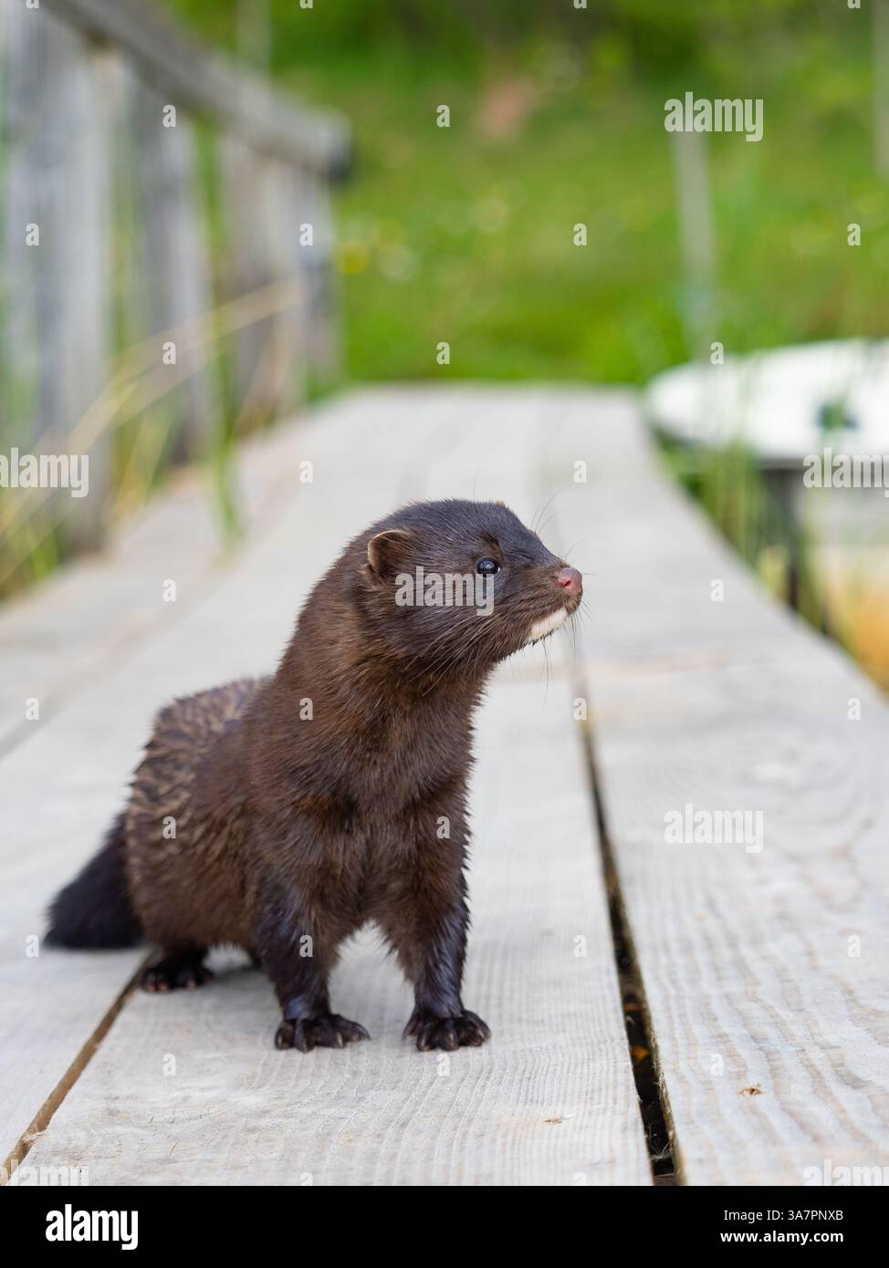 A mink stands on a fishing pier Stock Photo - Alamy