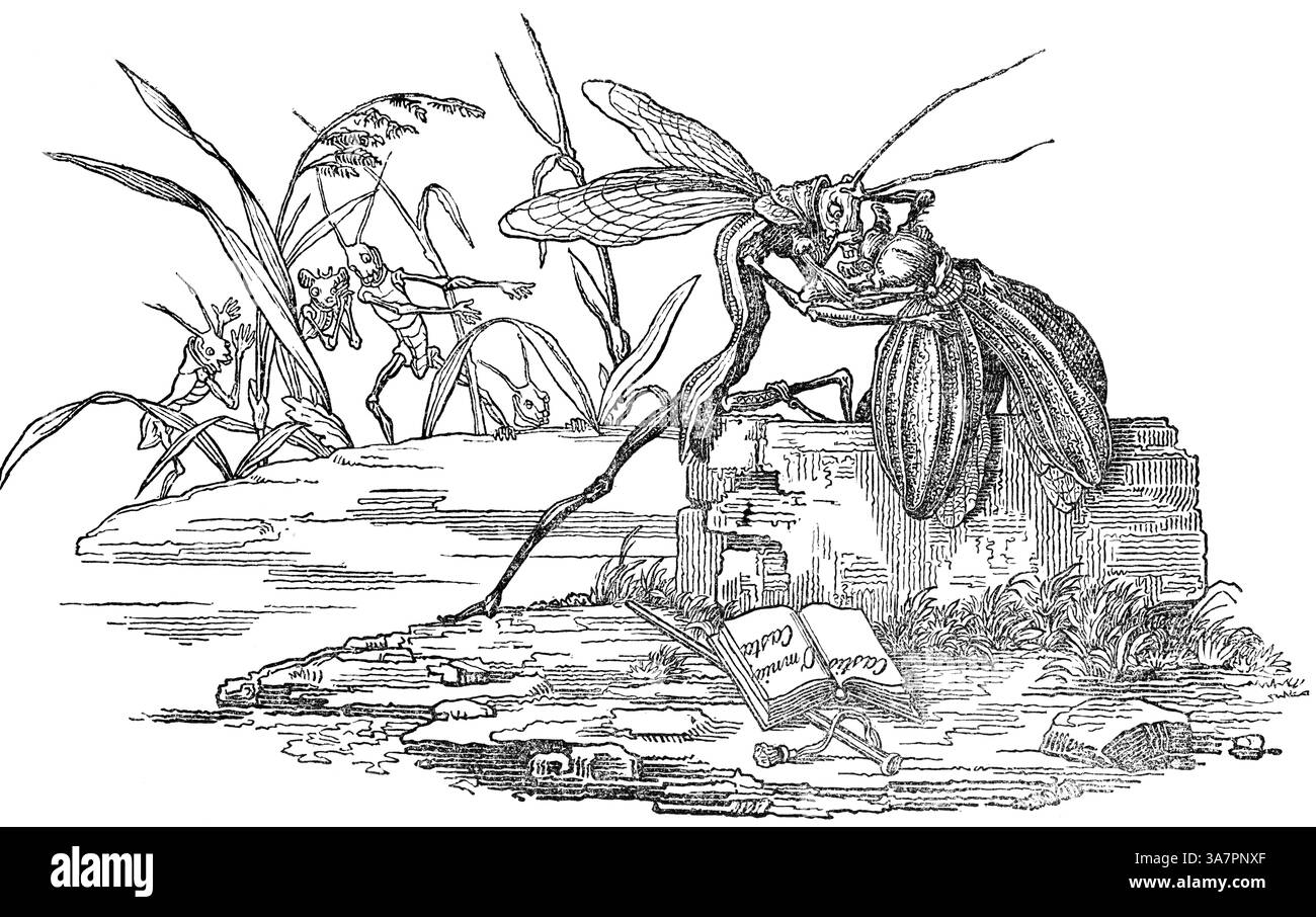 Animal morality Black and White Stock Photos & Images - Alamy