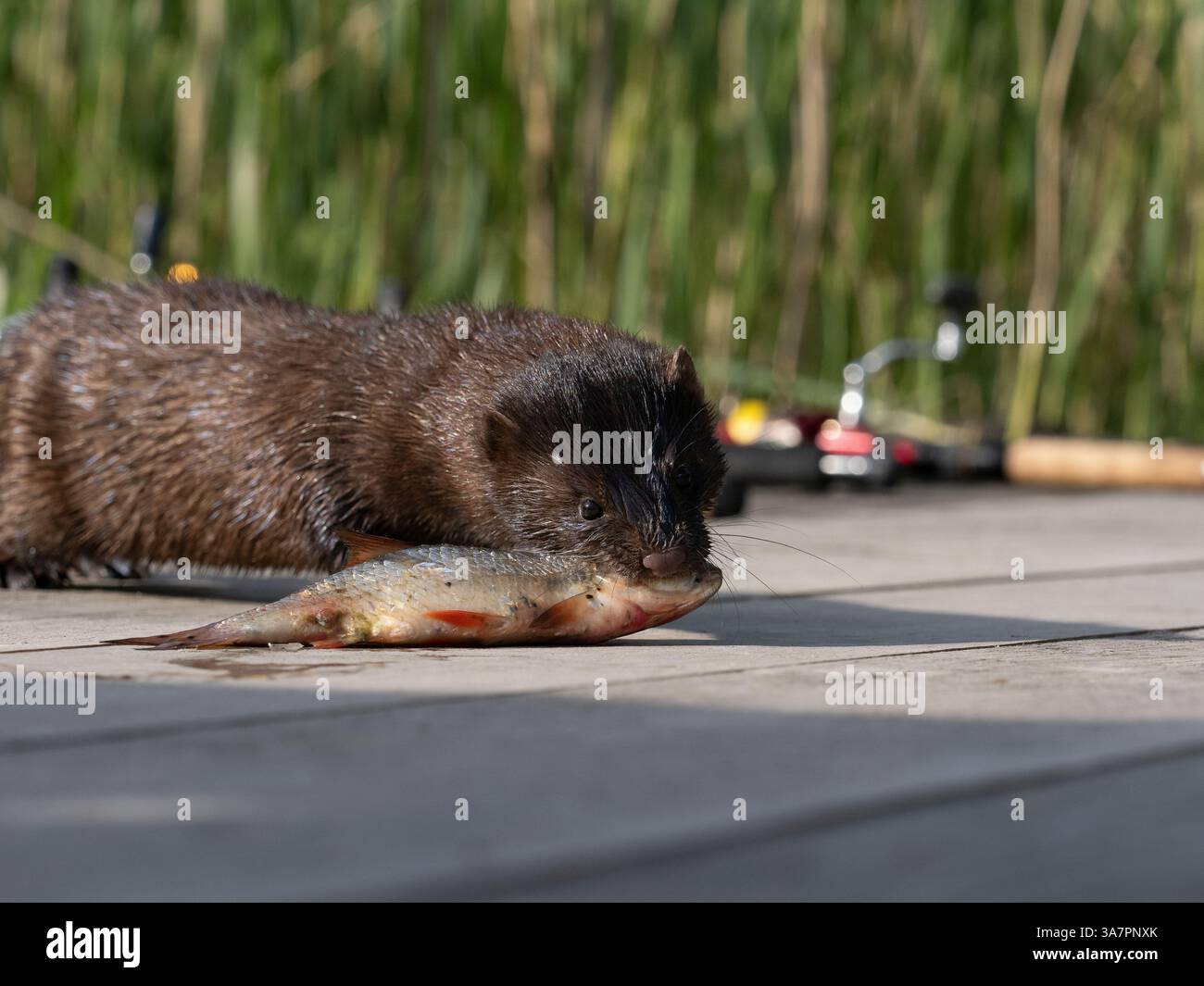 Fish captures hi-res stock photography and images - Alamy