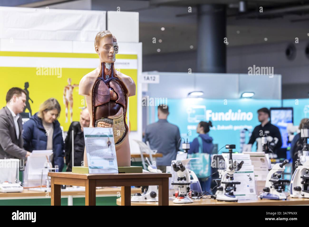 Human body model with muscles and organs for biology lessons. Scientific teaching aid from ...