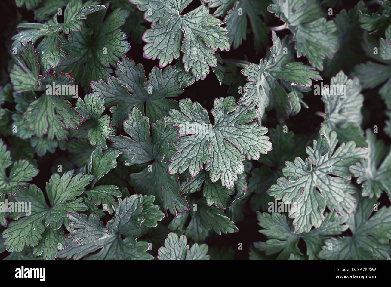 Geranium cantabrigiense karmina top view of leaf background. flowering ...