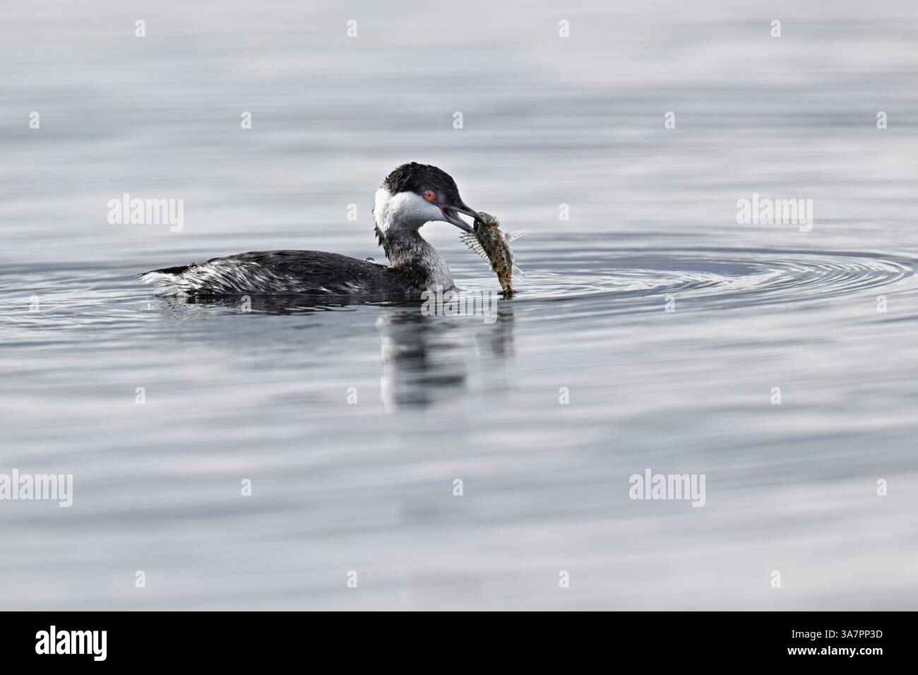 Slavonian grebe (Podiceps auritus), adult, in a white plumage, winter ...