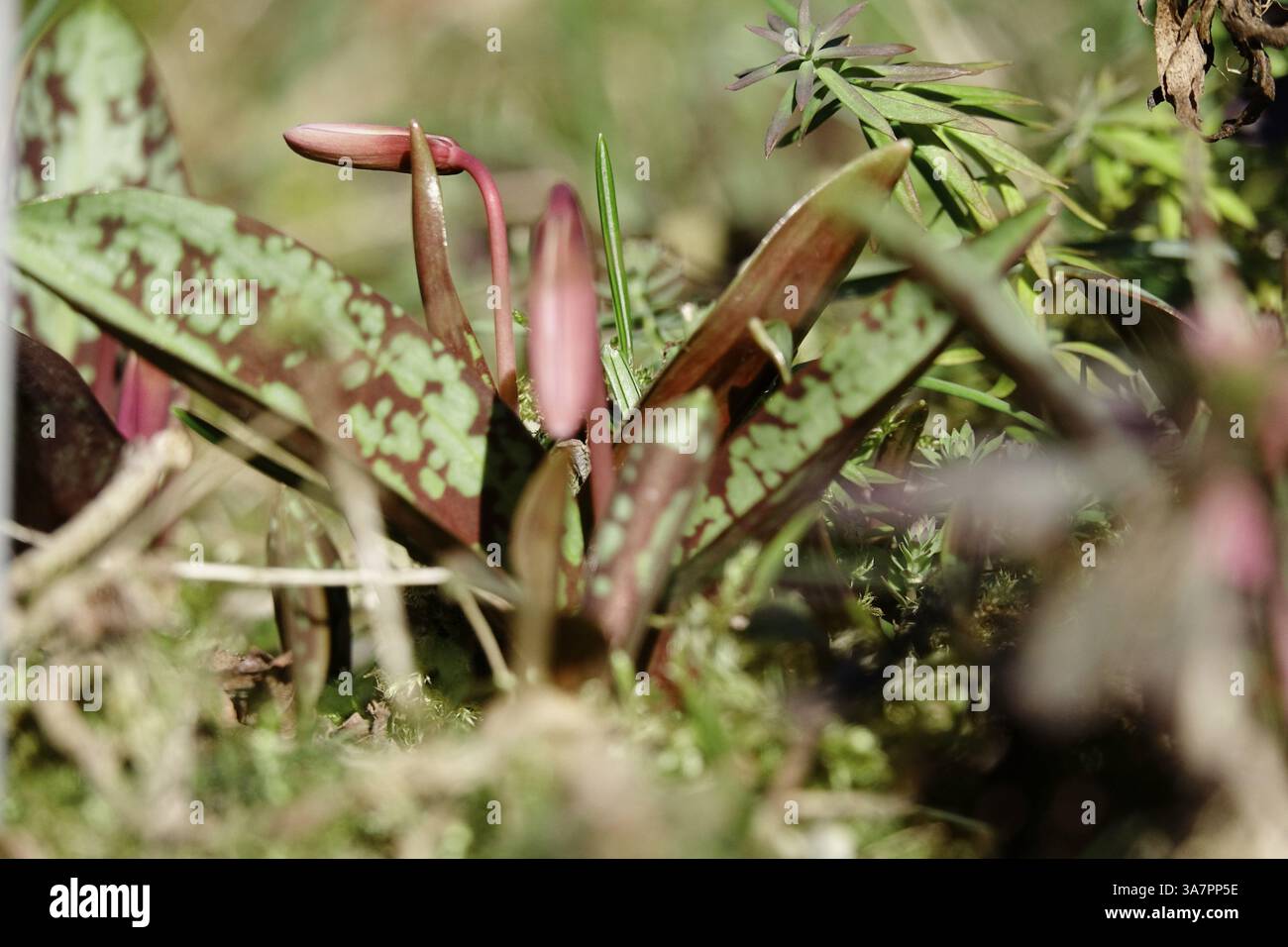 Trout lily dog tooth lily liliaceae hi-res stock photography and images ...