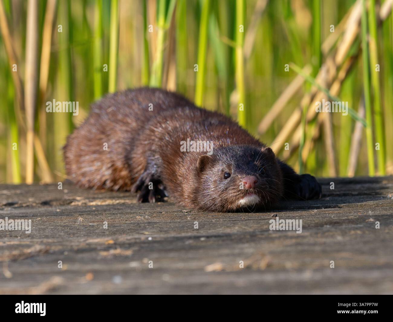 A mink rests in the sun on a fishing pier Stock Photo - Alamy