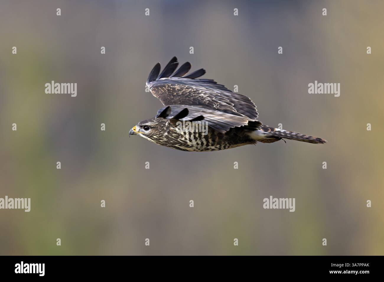 Common buzzard (Buteo buteo), in flight, Switzerland, Europe Stock ...
