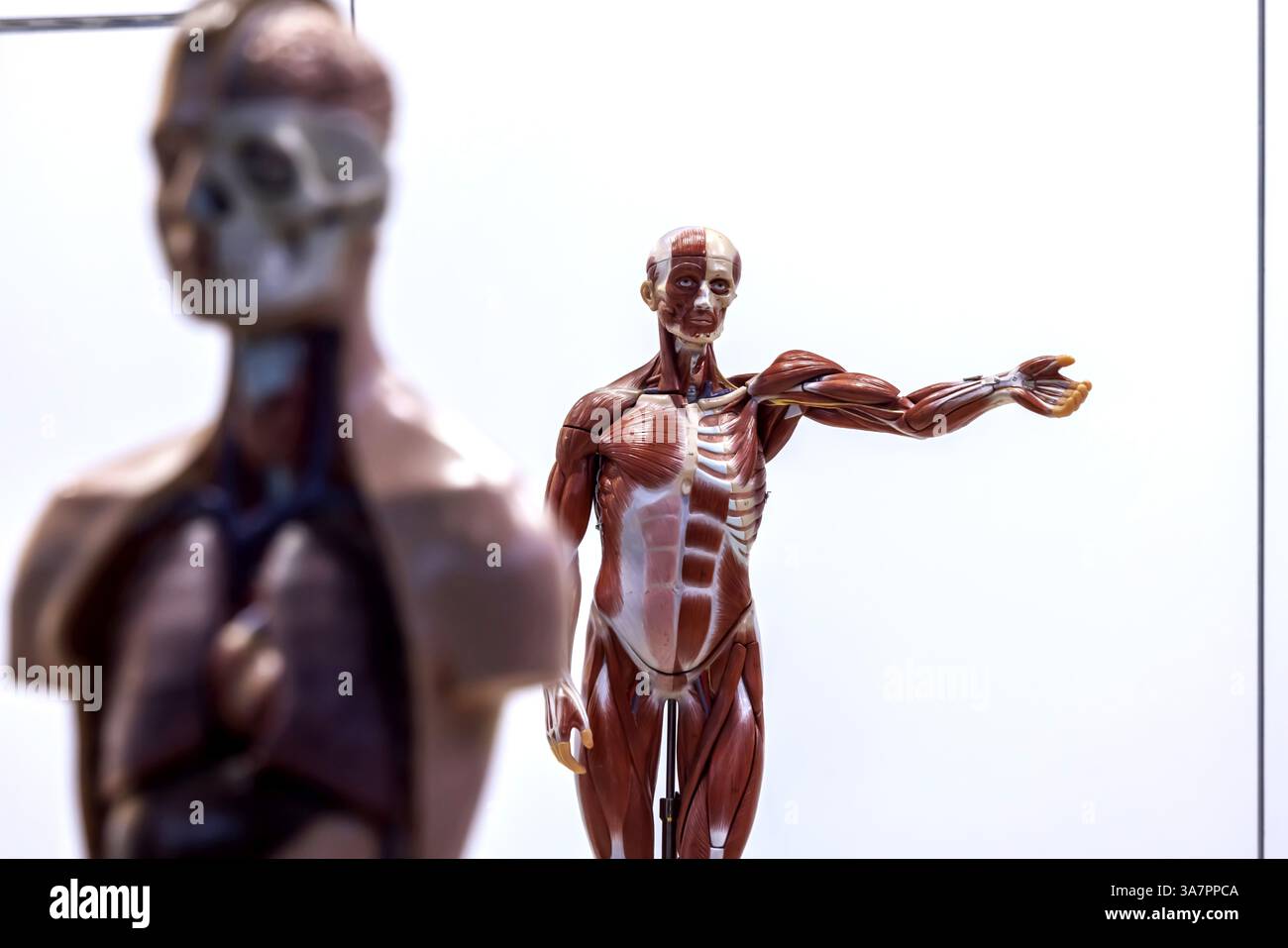 Human body model with muscles and organs for biology lessons ...