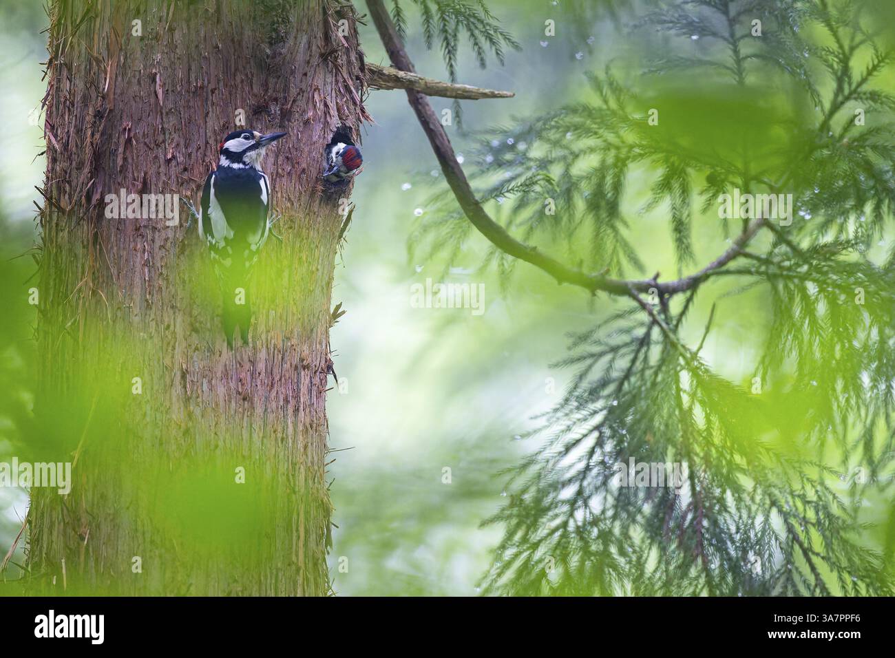 Great spotted woodpecker (Dendrocopos major), almost fledged young bird ...