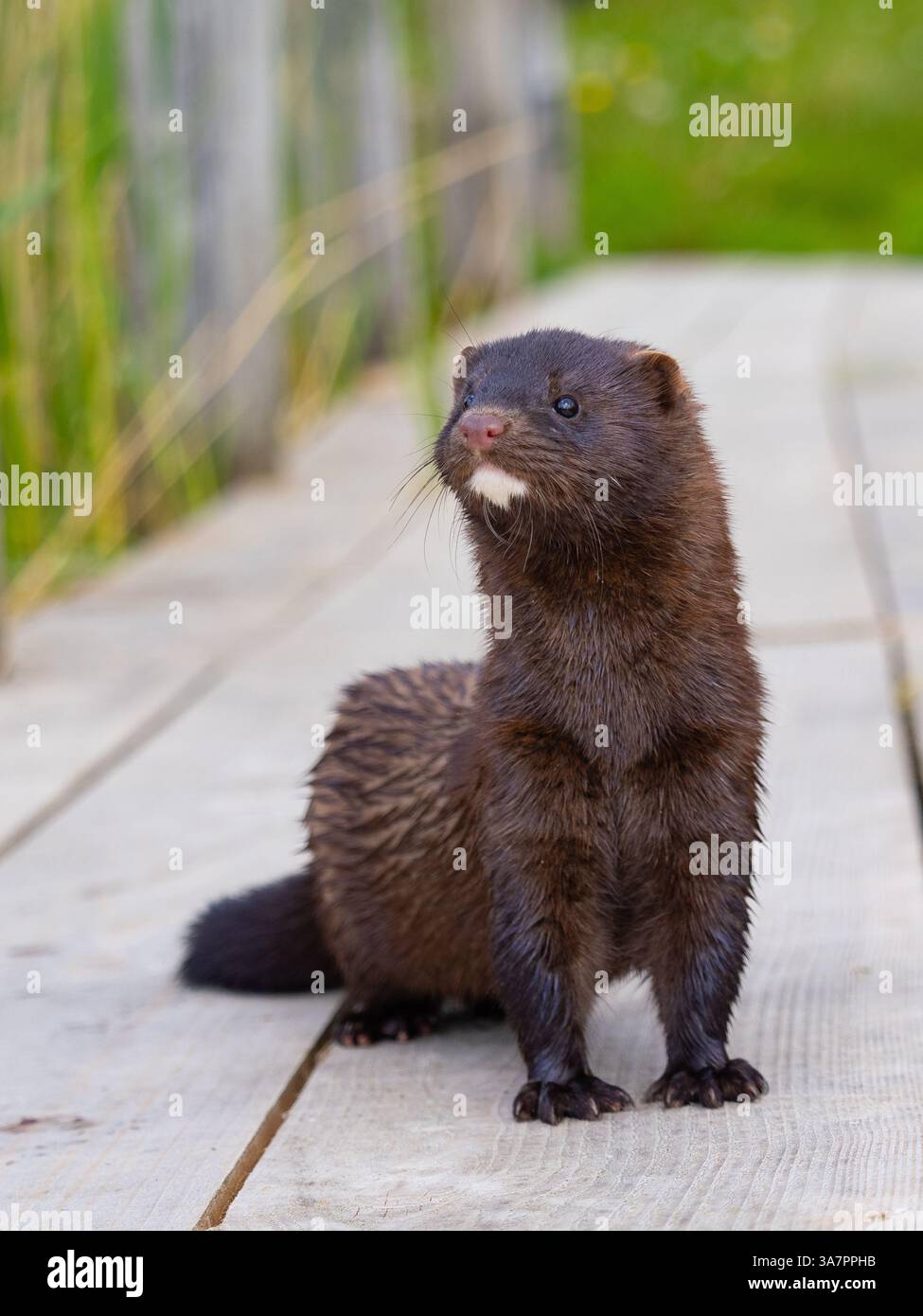 A mink stands on a fishing pier Stock Photo - Alamy