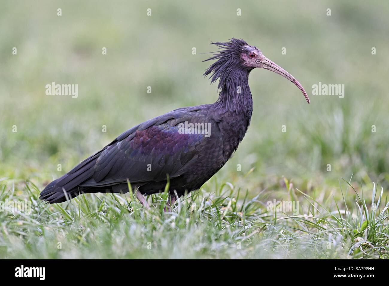 Northern bald ibis (Geronticus eremita), foraging in a meadow, Canton ...