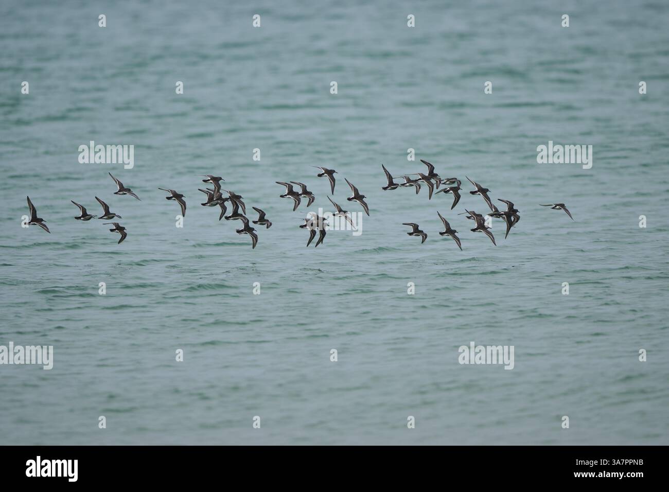 Purple sandpiper (Calidris maritima) flying over the sea, Duene ...