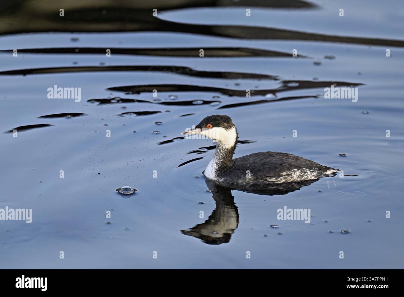 Slavonian grebe (Podiceps auritus), adult, in a white plumage, winter ...